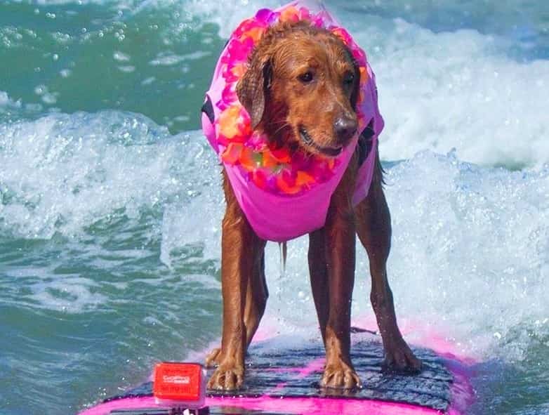 TryBelle Magazine – An Active Healthy Lifestyle Magazine. Love your ...